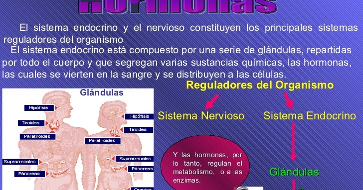 CIENCIAS NATURALES ECUADOR UE TOMAS OLEAS: ¿QUE SON LAS HORMONAS?