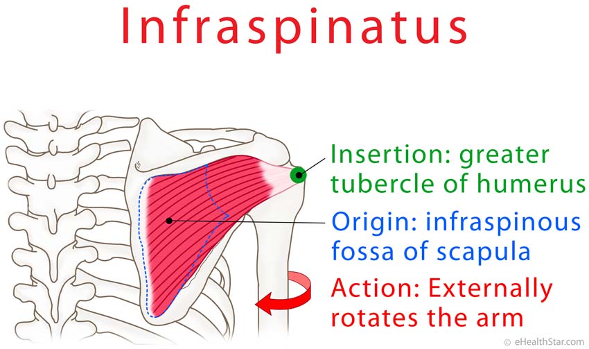棘下肌(infraspinatus muscle) | 職能治療陪你居家復健
