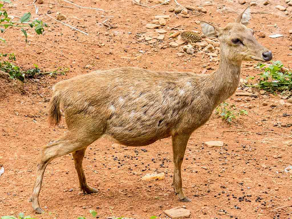 Daftar Binatang Endemik Indonesia Dari Pulau Bali | Nama, Gambar ...