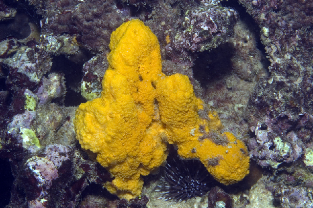 Variety of Life: Heteroscleromorpha