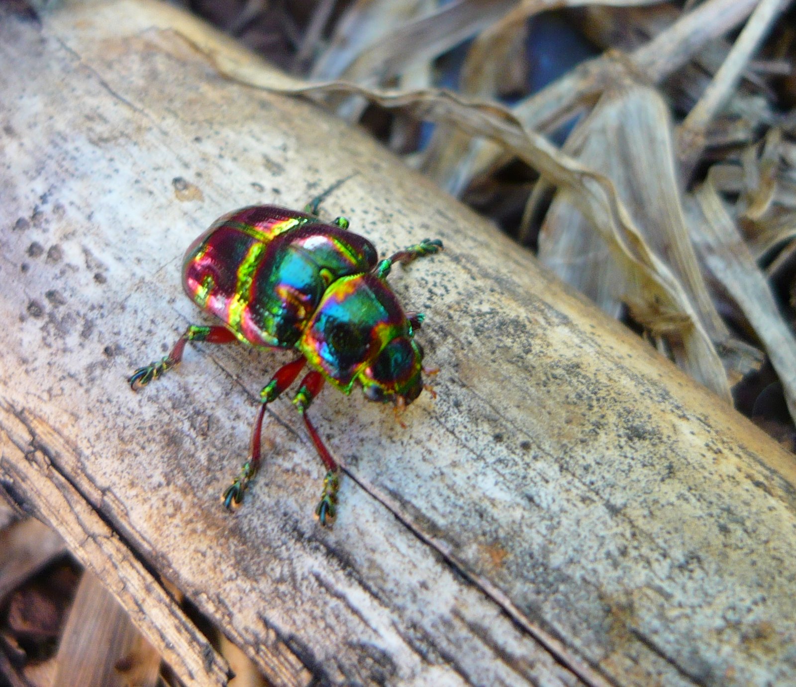 Poke it With a Stick: A Beautiful Beetle