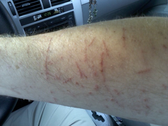 The News For Squirrels: Tips On Keeping a Pet Squirrel