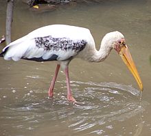 Stemchart Comunity: ABOUT BIRD