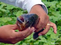 Fish Popular: Big Fish Piranhas Definition