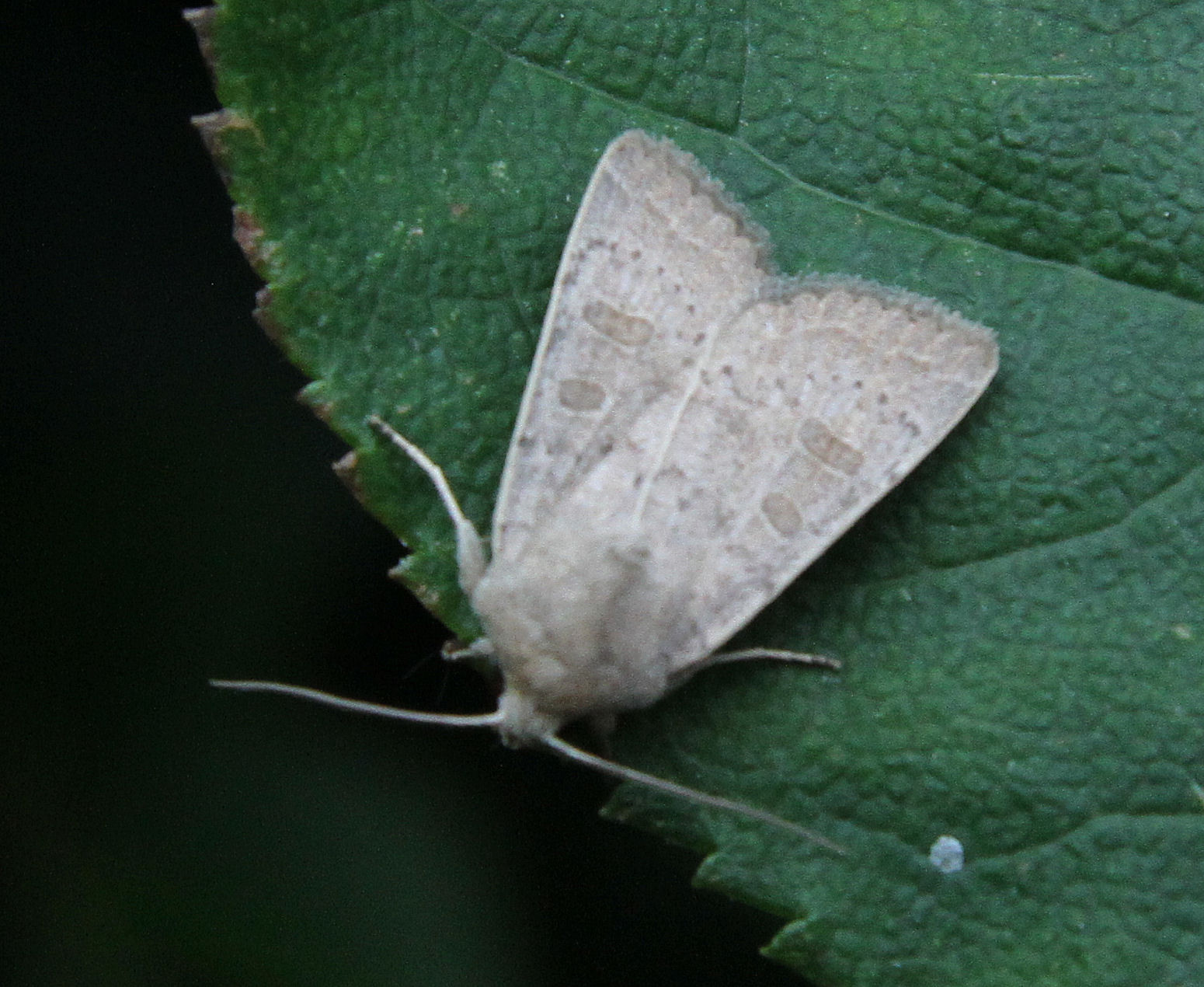 Birding with Flowers: June Moths
