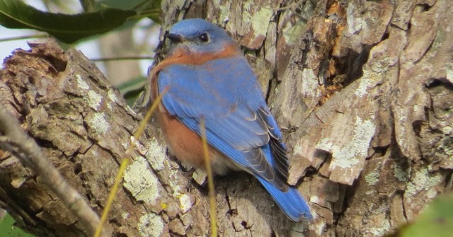 Simply Living: A flash of blue