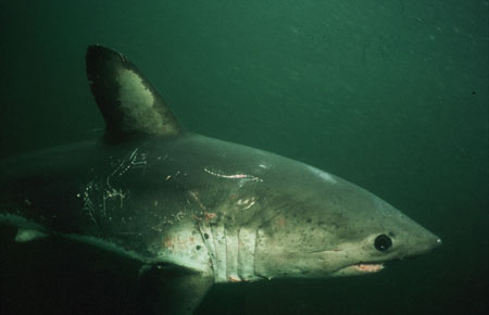 Fish Index: Salmon Shark (Lamna ditropis)