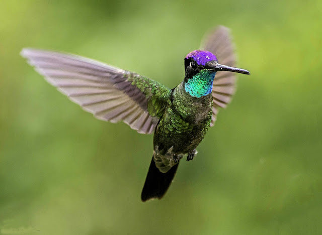 Bellas Aves de El Salvador: Eugenes fulgens (colibrí magnífico)