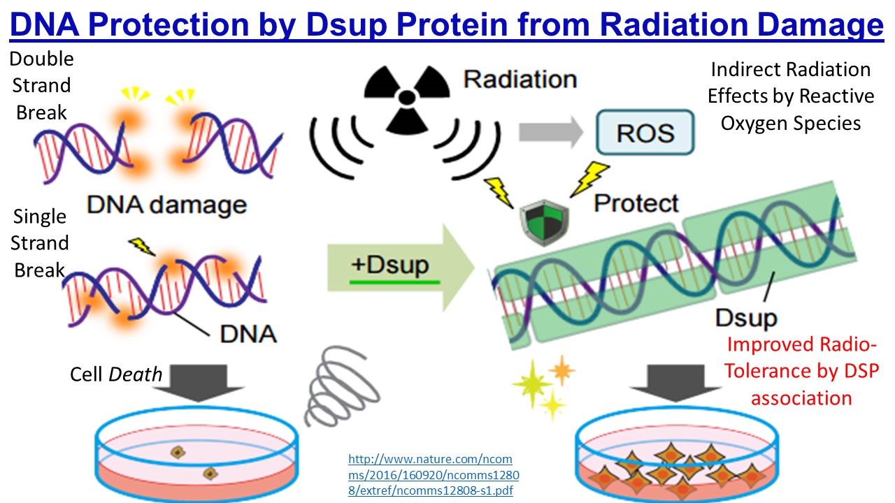 ektalks: Human DNA Radiation Tolerance is Increased by the Unique ...
