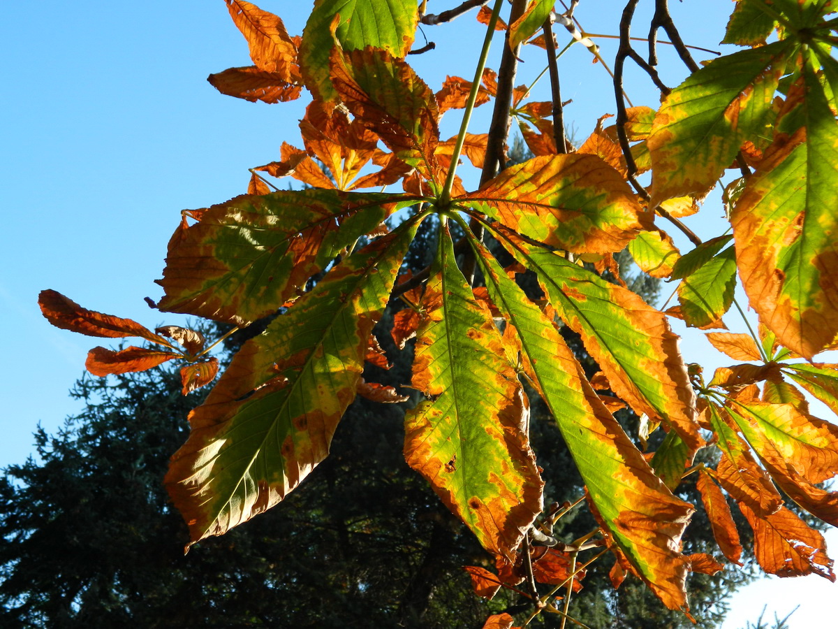 LA MULTI ANI, ROMANIA!: Frunze de castan