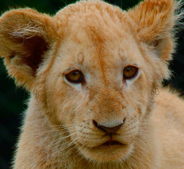 ANIMALS OF PLANET EARTH: ANIMALITOS