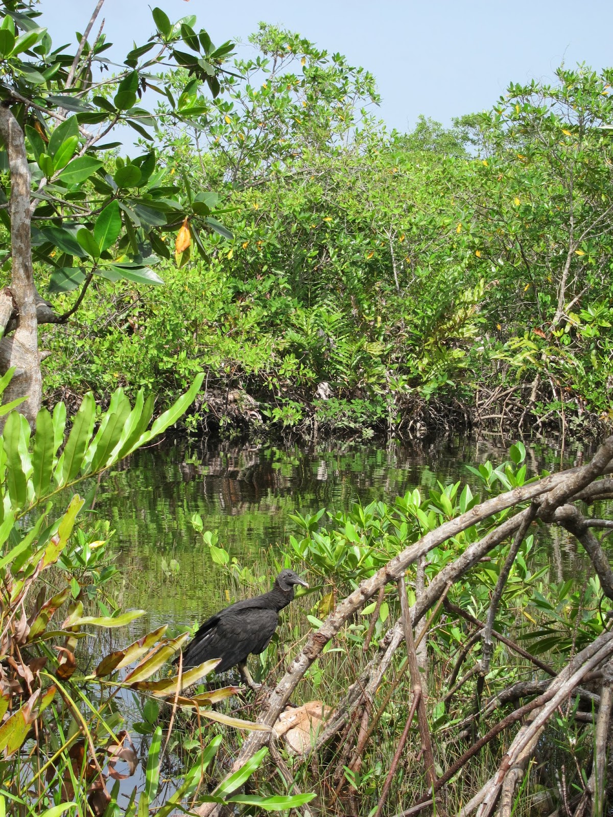 Need Greating in Nicarauga: Laguna de Perlas - Pearl Lagoon, Nicaragua