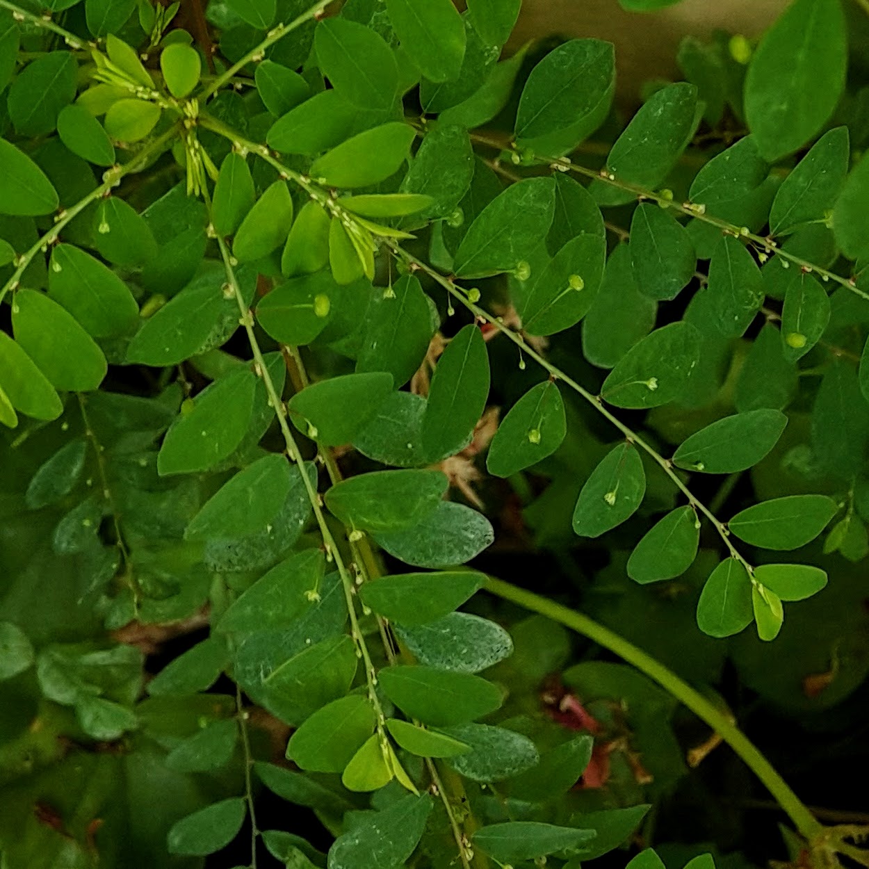 "Verdade//aspas" : 👪 Phyllanthaceae (Phyllanthus niruri)