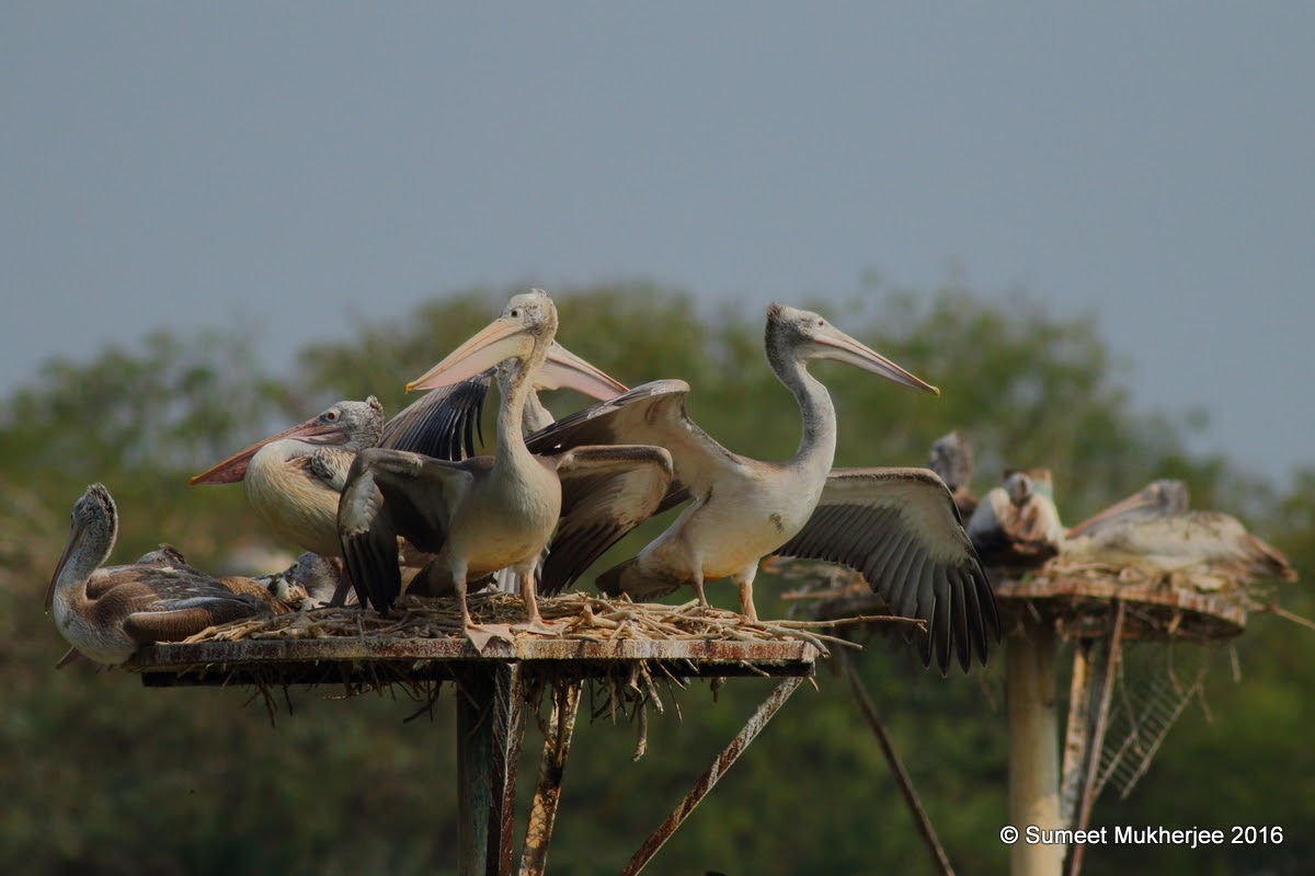 Birding ! Driving ! Soul-searching !: Bird Photography at Uppalapadu ...