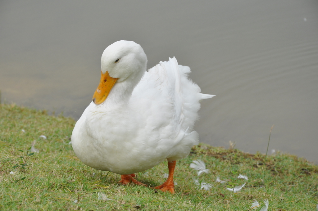 My Duck Collection: Beautiful white ducks