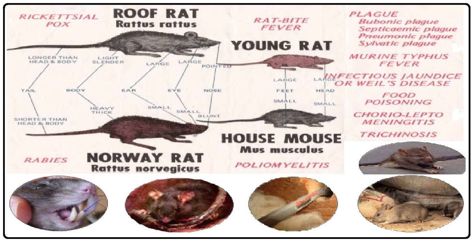 National Committee on Urban Pest Control Training Institute: Urban ...