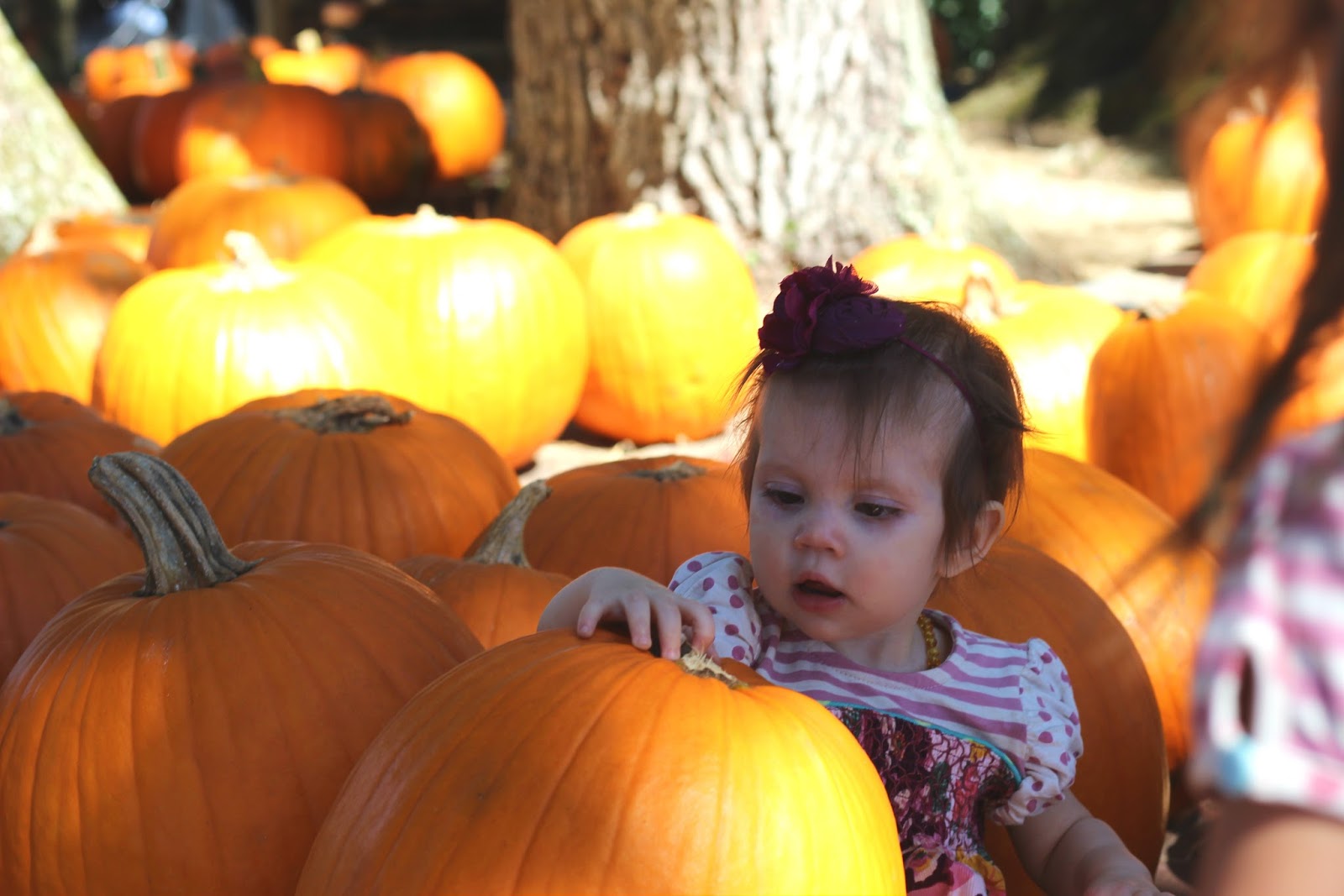 The Littlest Funk blog: Pumpkin Patch Fun