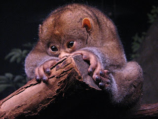 * Freak Muffin *: Belleza animal