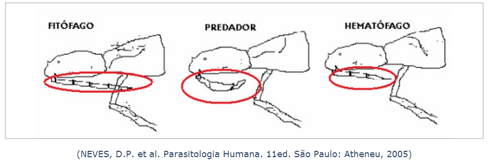 Blog do Ramon Lamar: Barbeiros Transmissores da Doença de Chagas
