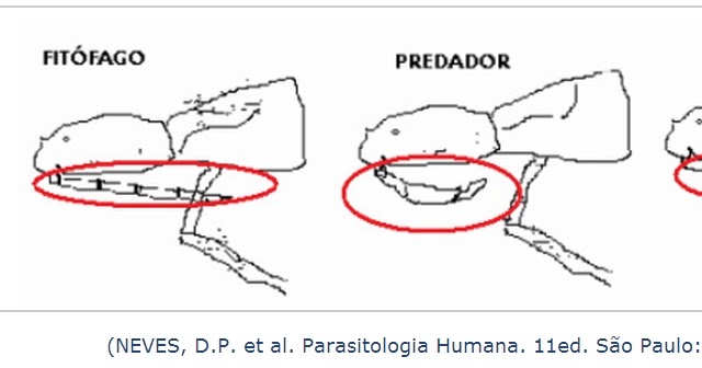 Blog do Ramon Lamar: Barbeiros Transmissores da Doença de Chagas