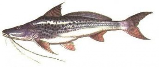 Area de Pesca: El Patí: Sus detalles y características