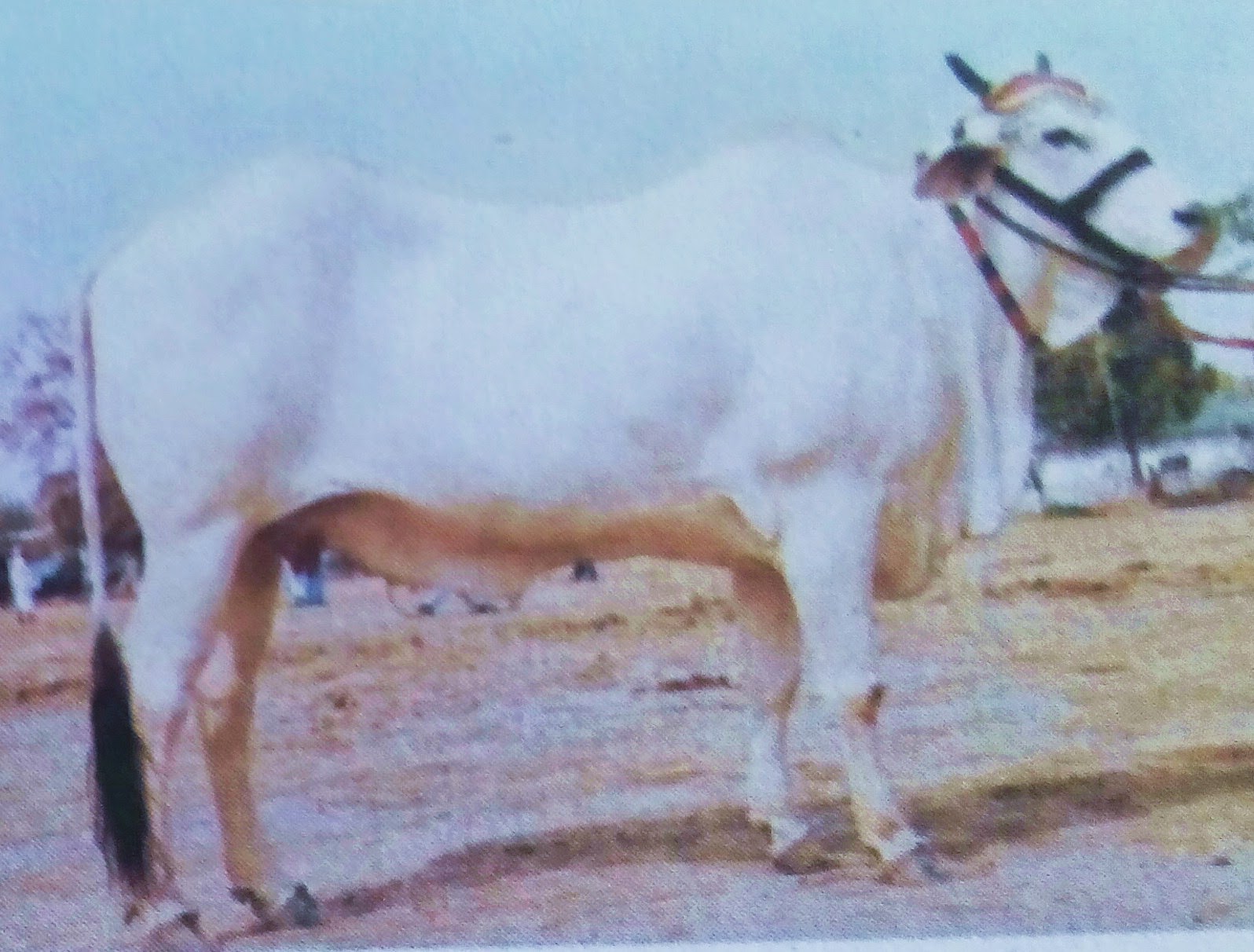 BHAGNARI:COW