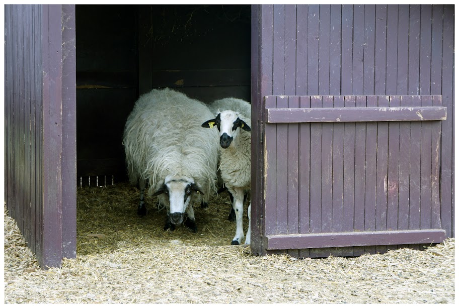 CERGIPONTIN: Houplin-Ancoisne (59) : le mouton Churra *** the Churra