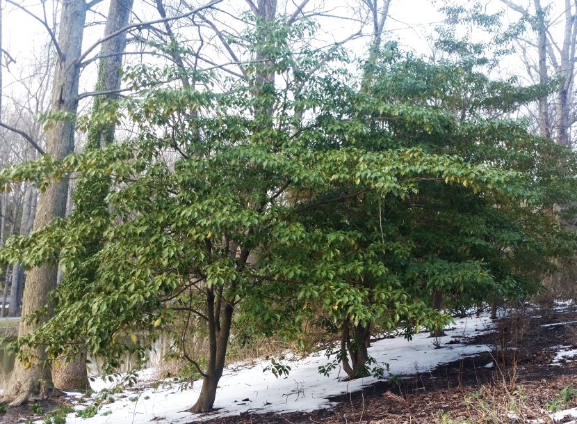 Future Plants by Randy Stewart: Wheel Tree