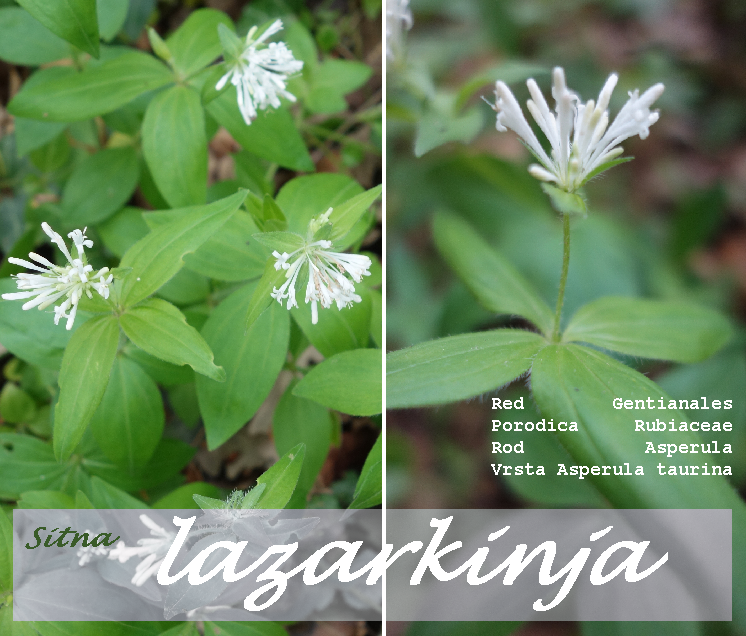 101 cvet : Lazarkinja, sitna ("Sestrice")