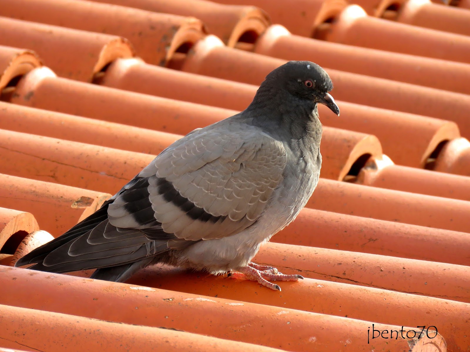 Birding Cascais: Pombo-das-rochas / Rocke Dove (Columba livia) juvenil ...