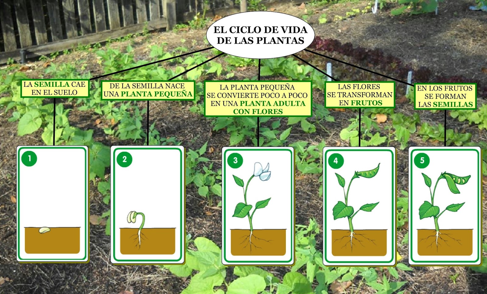 "EXPLORADORES DE APRENDIZAJE": "EL CICLO DE VIDA LAS PLANTAS" (mapa ...