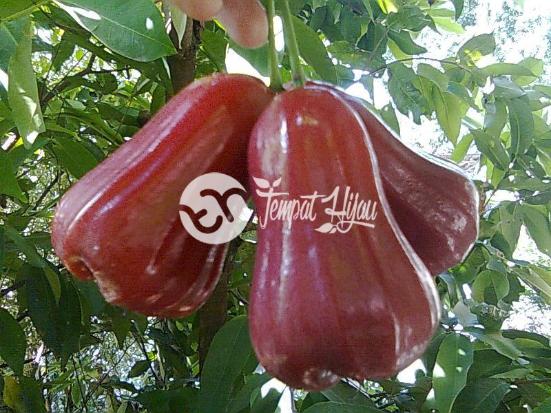 cara merawat jambu citra