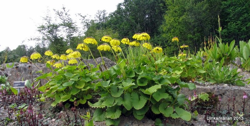 Variety of Life: Cremanthodium