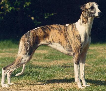 Hrtovi: Mali engleski hrt – vipet (zvanični FCI standard)