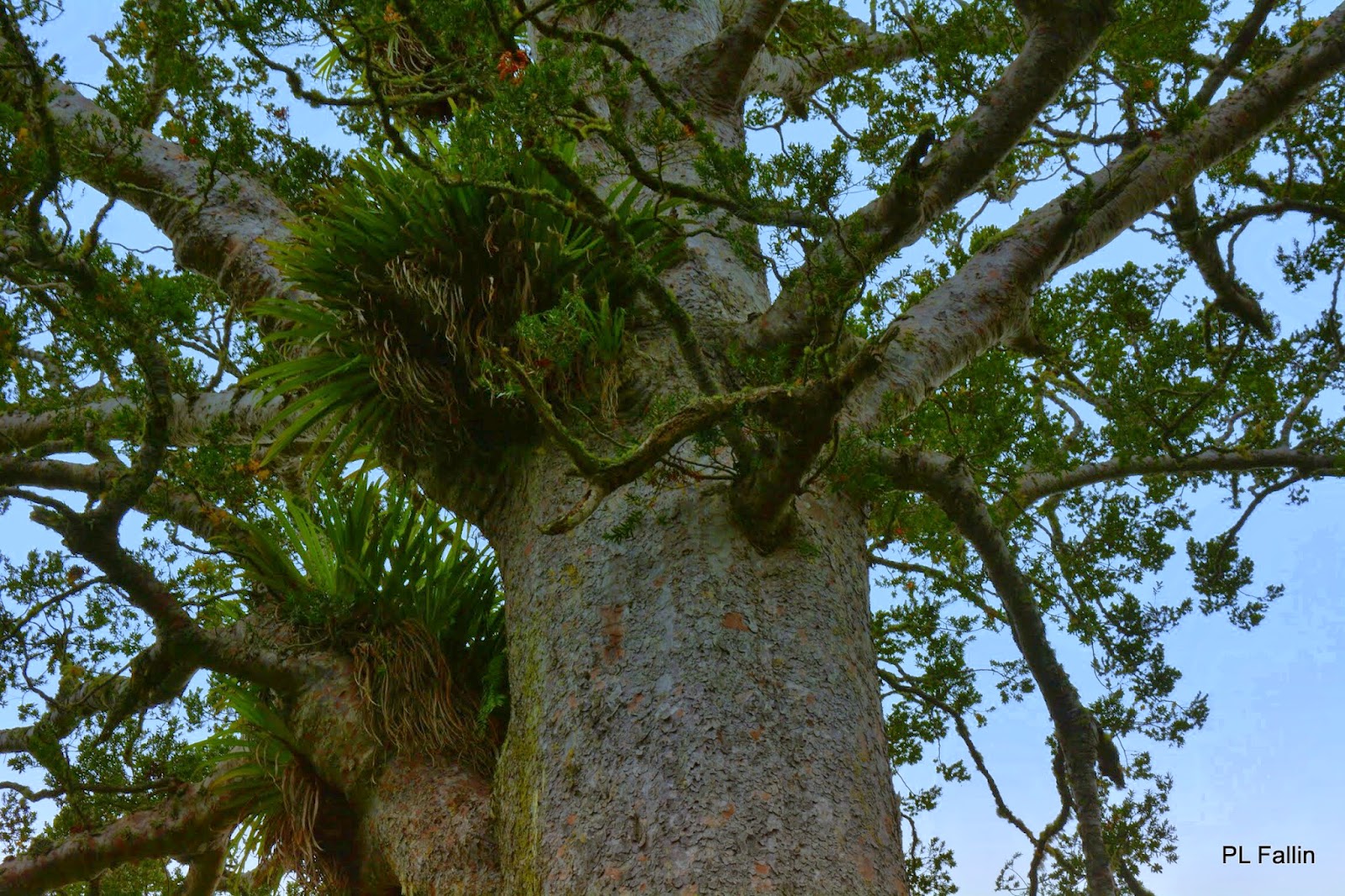 PL Fallin Photography: Auckland City Walk, Cascade Kauri Regional Park ...