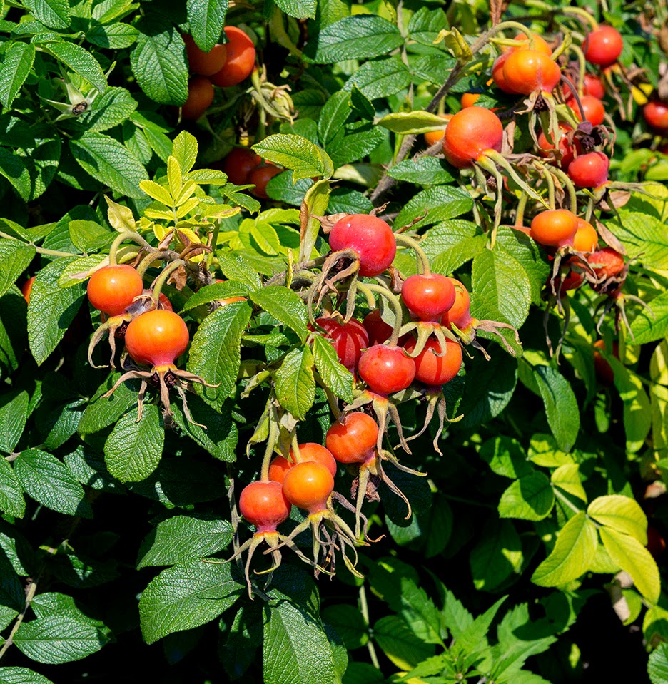 Three By Ferida Wolff: Rose Hips and Acadia, Hibiscus Potential and ...