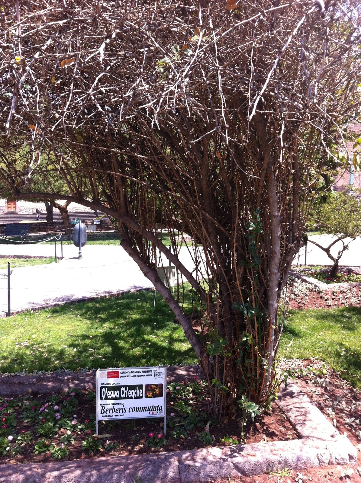 guia Cusco Peru: JARDIN BOTANICO DE LA PLAZA SAN FRANCISCO - PLANTAS DE ...