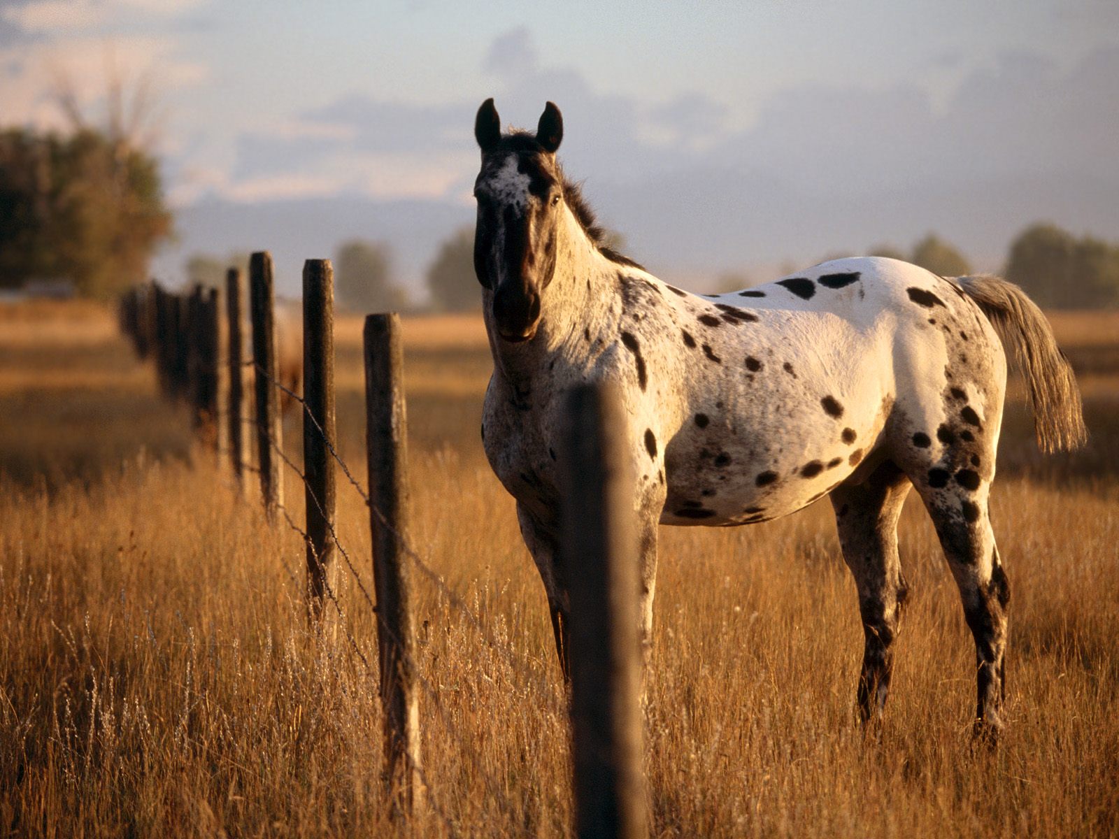 Poze Cai Horses Wallpapers: Poze Cai de rasa horses