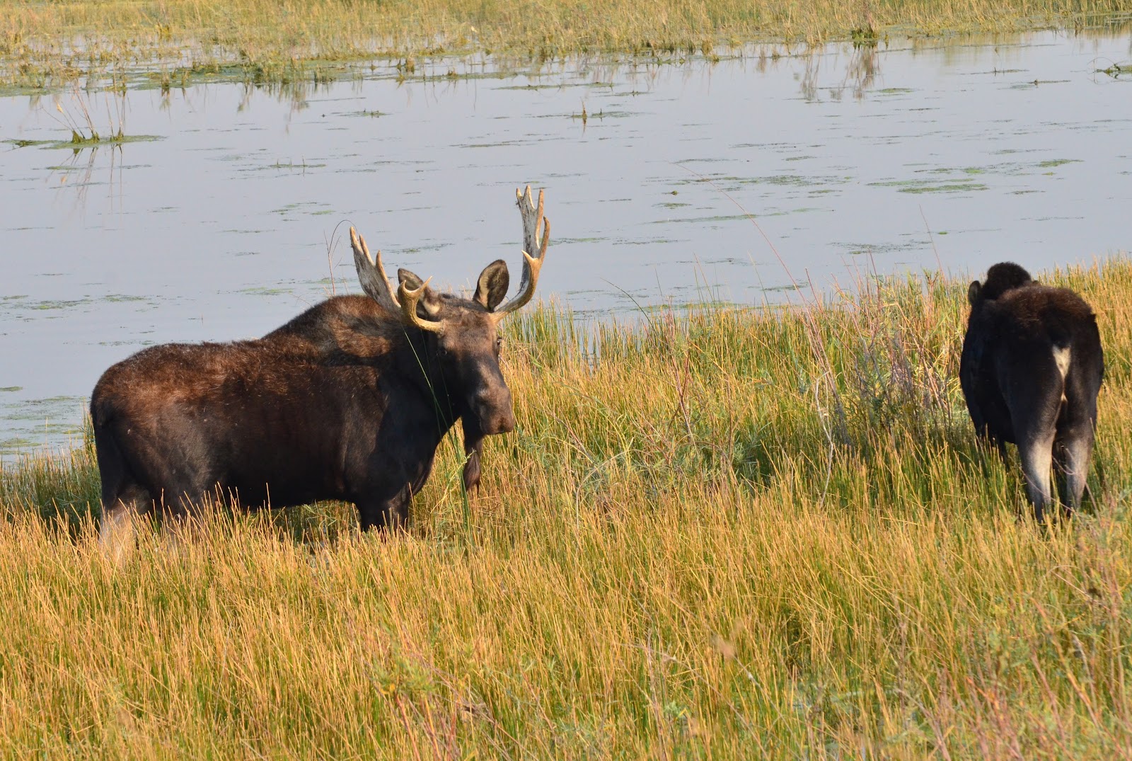 Bill Schiess' Wild in Idaho - Experiences and Essays of Life: Moose on ...