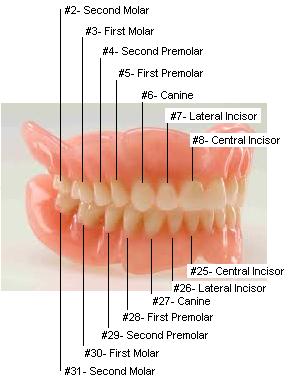 teeth diagram