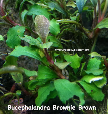 Rui's Hobby - Bucephalandras: Bucephalandra Brownie Brown