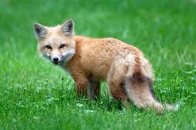 Endangered Animals: Red Fox