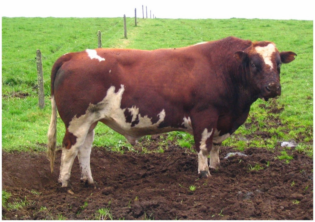 Generalidades de la Ganadería Bovina.: Overo Colorado o Clavel Alemán.