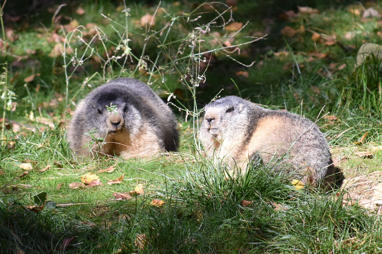 ZOOTOGRAFIANDO (6.100 ANIMALS): MARMOTA EUROPEA / ALPINE MARMOT ...