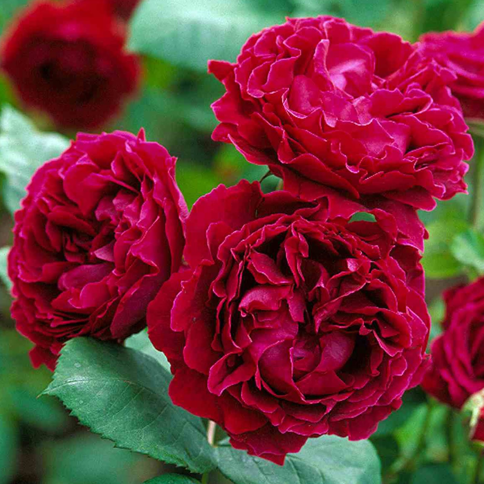 Out of Phase: Old Roses Renamed - the Cis Binary Rosarian