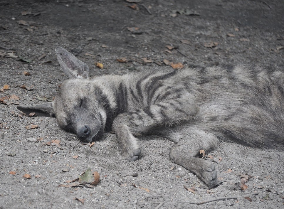ZOOTOGRAFIANDO (6.096 ANIMALS): HIENA RAYADA / STRIPED HYENA (Hyaena ...