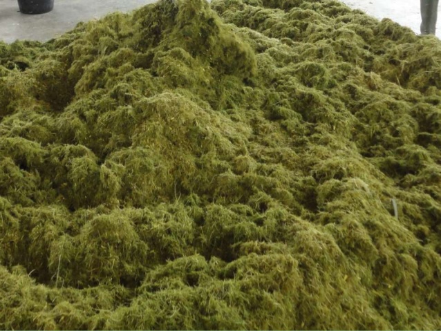 BERBAGI PENGETAHUAN: SILASE DAN CARA PEMBUATANNYA