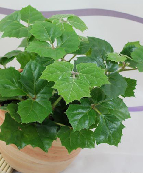 Cissus rhombifolia - O Cipó Uva - Blog Arco do Verde