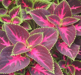 Jawer Kotok ~ Budaya