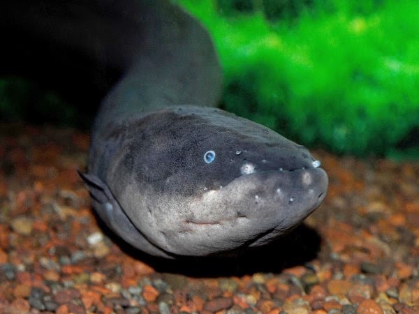 BIOLOGIA COM A TIA JÔ: Maio 2014